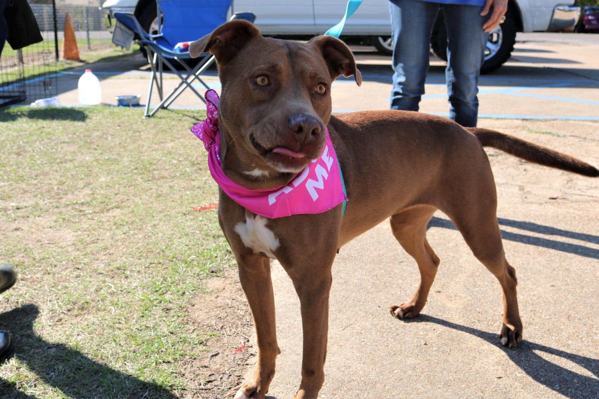 FAUNA Adoption Events - FAUNA