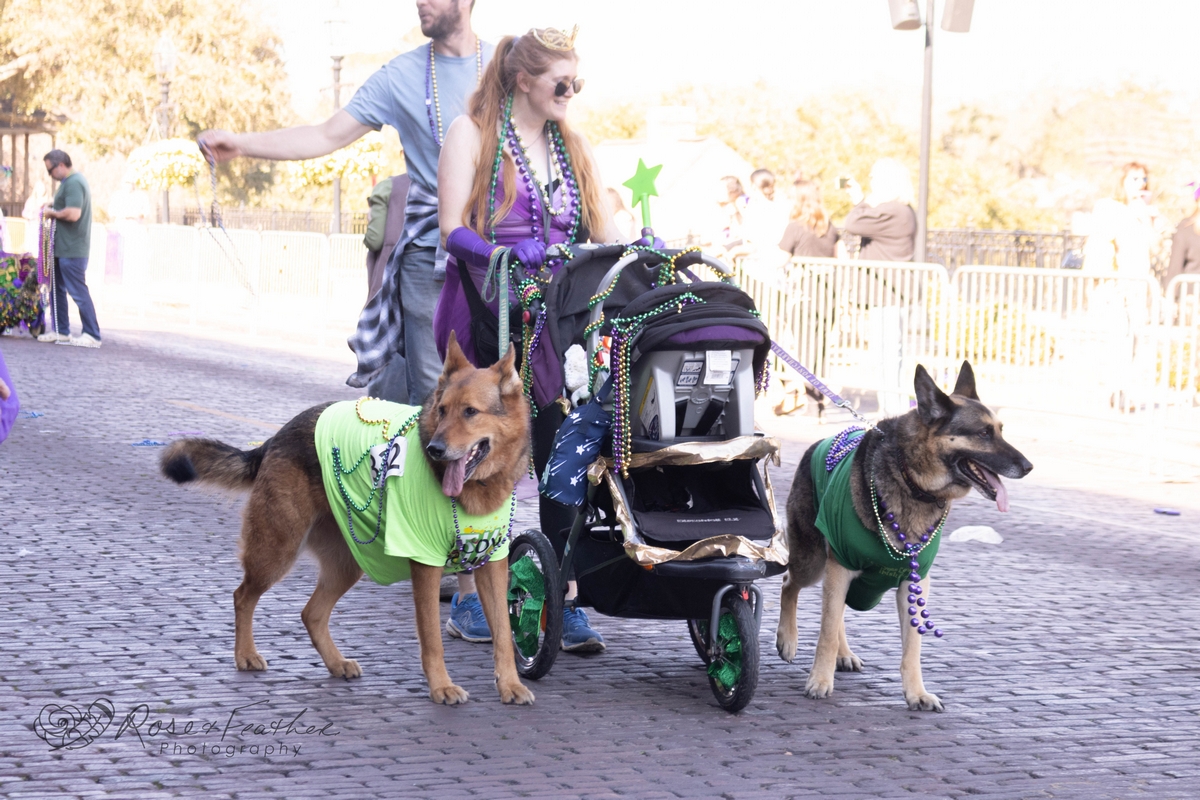 Photo Gallery - FAUNA