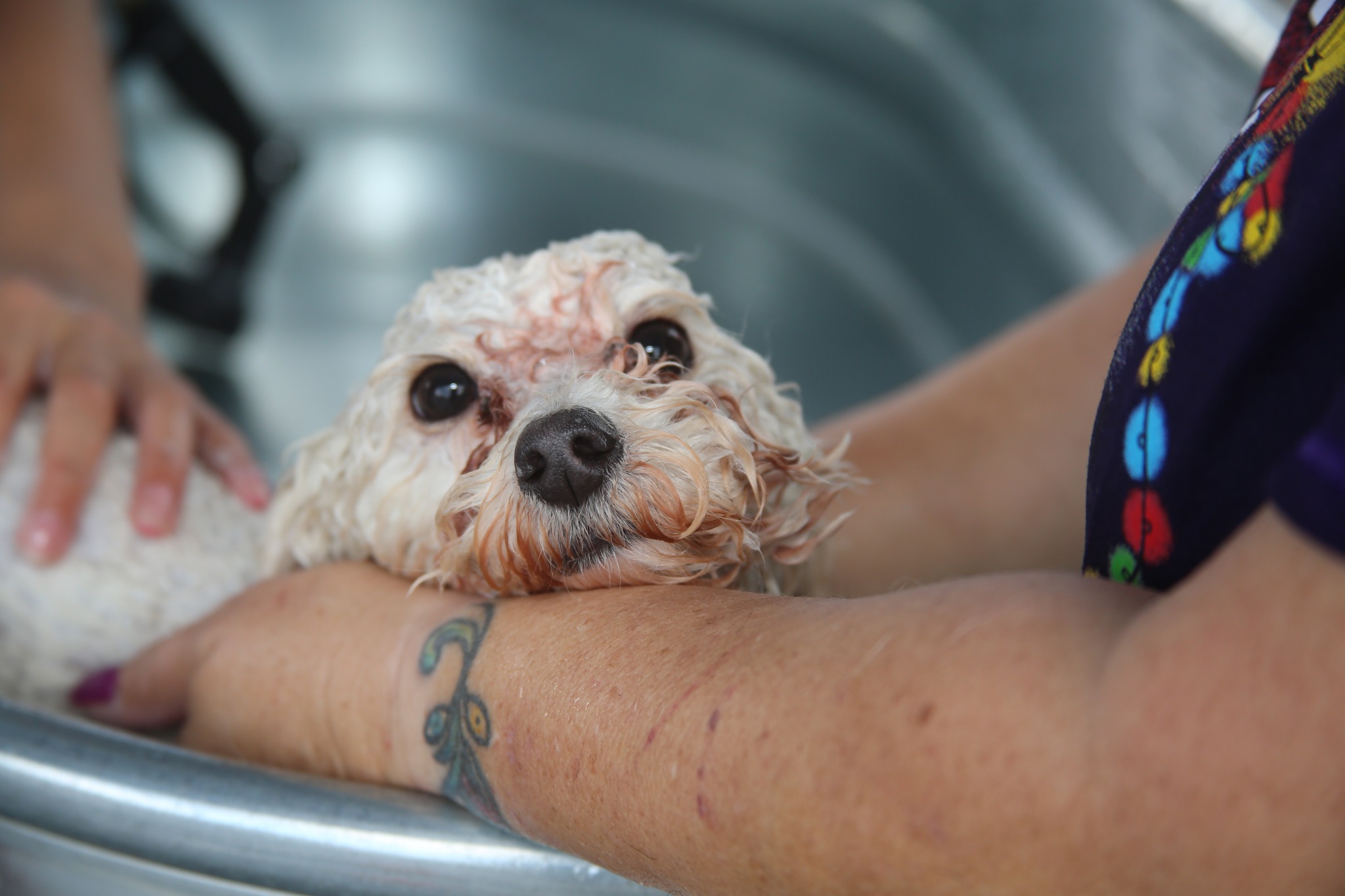 Get Involved with FAUNA - FAUNA